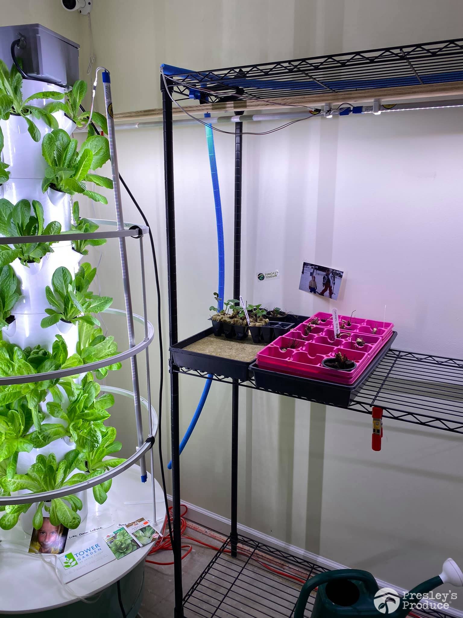 Our Grow Room | Presley's Produce
