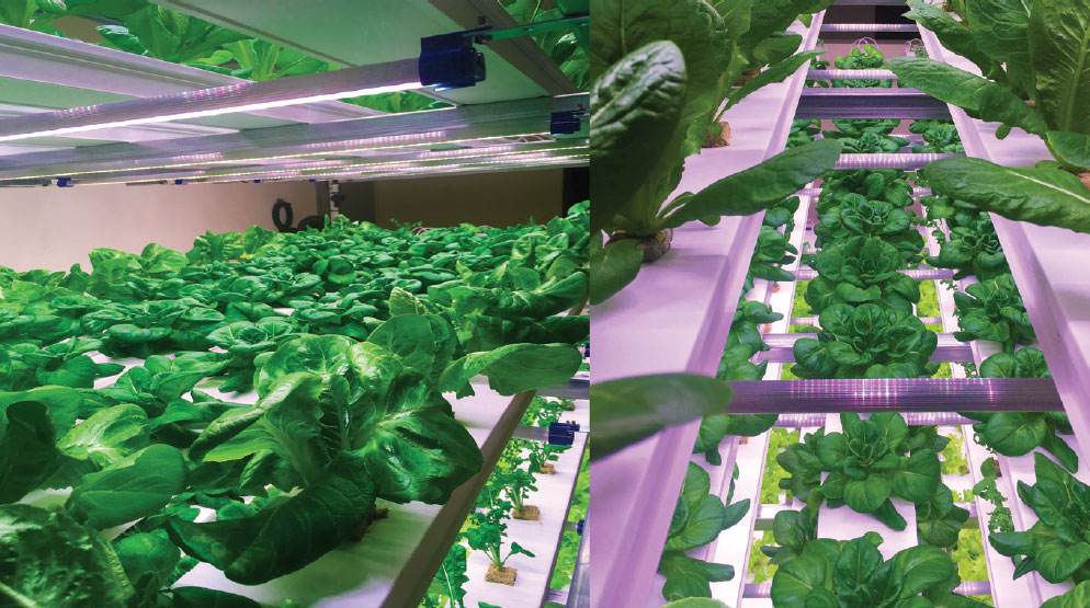 22W Grow Green Series | Presley's Produce